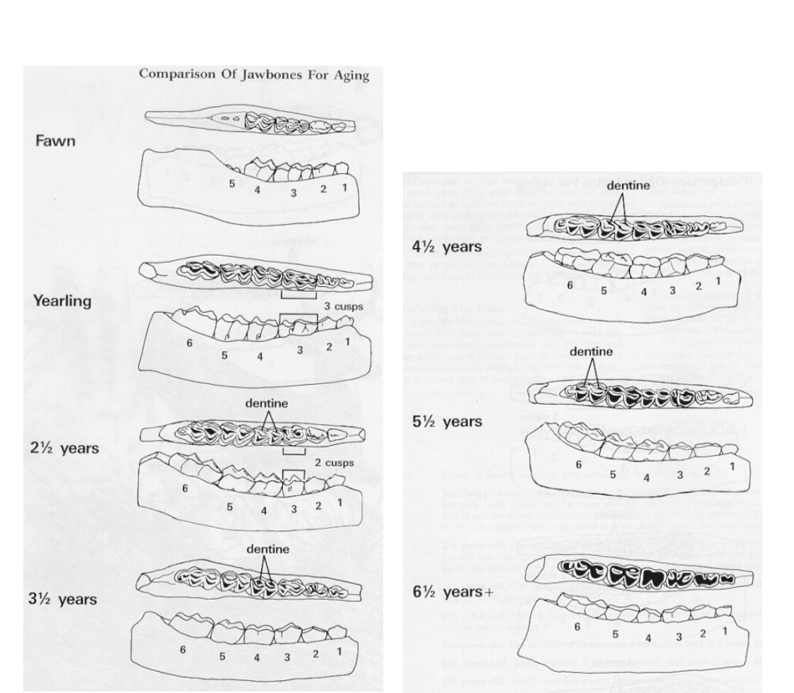 Aging deer by jaw bones – Wildlife Women